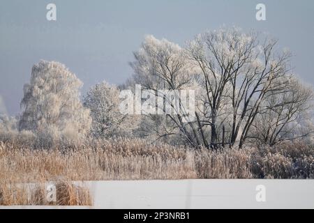 15 December 2022, Brandenburg, Fehrbellin/Ot Linum: The Linum ponds are ...