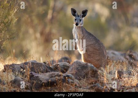 Common Wallaroo - Osphranter robustus also called euro or hill wallaroo ...