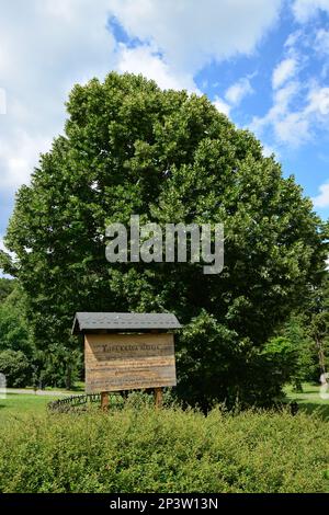 The King Matthias Linden Tree, approximately 700 years old, Bojnice ...