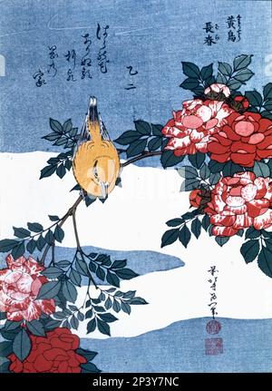 'Japanese Finch', 19th century Stock Photo - Alamy