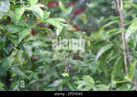 Photo of Spiders in forests of Indonesia Stock Photo - Alamy