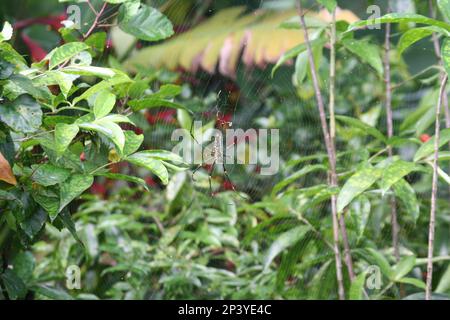 Photo of Spiders in forests of Indonesia Stock Photo - Alamy