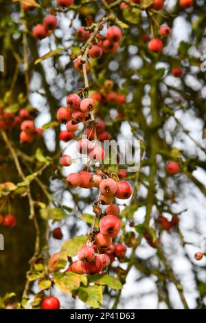 Cherry apple with red fruits- Malus baccata Stock Photo - Alamy