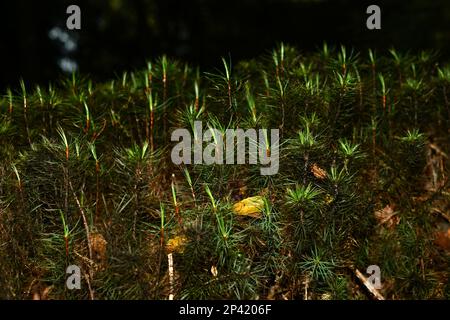 Dawsonia superba, tallest moss in the world, growing near Lake Brunner ...