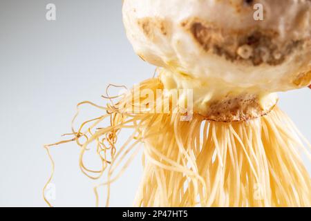 Tulip bulb with roots - growing Tulipa cut out on white background ...