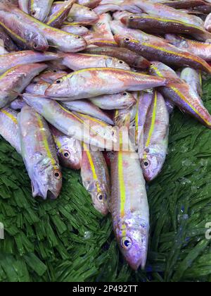 Fresh fish red mullet, barbun seafood for sale at a store display in ...