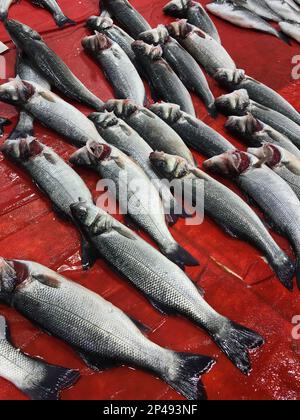 Turkish fish Seabass (Levrek Stock Photo - Alamy