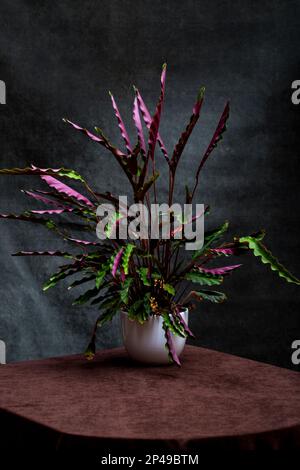 calathea / Calathea rufibarba Stock Photo - Alamy