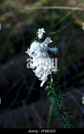 Common Heath (Epacris Impressa) is the floral emblem of the state of ...