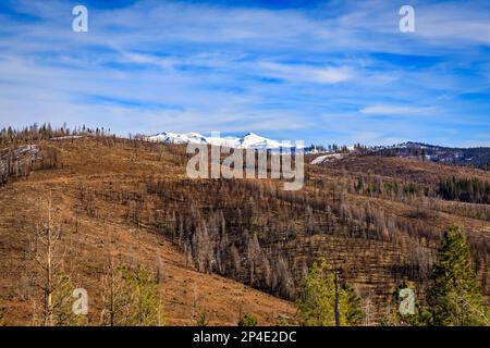 Trees and snow covered earth scorched by the Caldor Fire on Emigrant ...