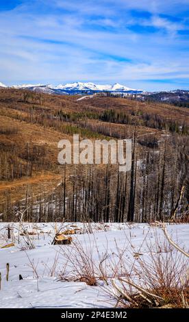 Trees and snow covered earth scorched by the Caldor Fire on Emigrant ...