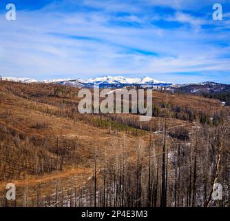 Trees and snow covered earth scorched by the Caldor Fire on Emigrant ...