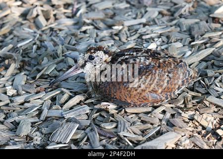 Scolopax rusticola, known as Eurasian woodcock, immature bird Stock ...