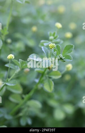 Black Medick, Medicago lupulina, also known as Black hay, Black meddick ...