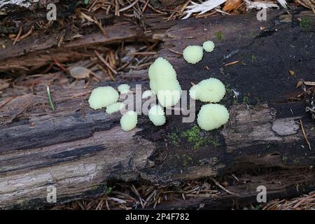 Tube slime mold, Stemonitis sp, immature specimen Stock Photo - Alamy