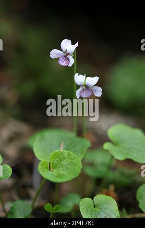 Viola palustris, commonly known as Marsh Violet, wild flower from ...