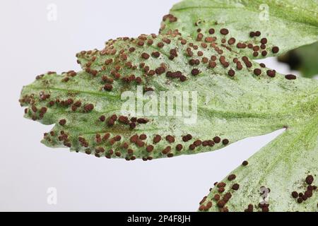 Tranzschelia anemones, a rust fungus infecting leaves of wood anemone ...