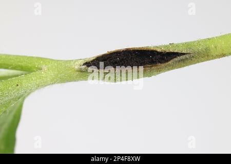 Urocystis anemones, known as anemone smut, and Ochropsora ariae, a rust ...