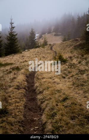 Winding trail through hillside and spruce forest landscape photo Stock ...