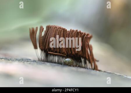 Stemonitis herbatica, a tube slime mold from Finland, no common English ...