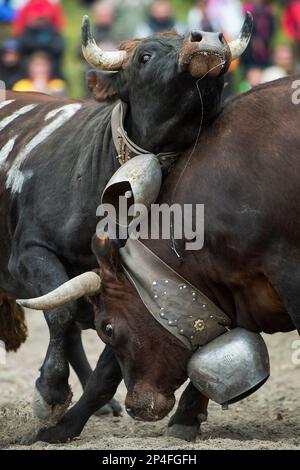 Traditional Valais cow fight of the Eringer fighting cows, Valais ...