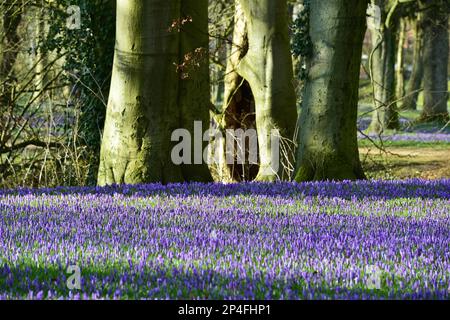 Crocus (Crocus neapolitanus) flower in Husum Castle Park at the ...