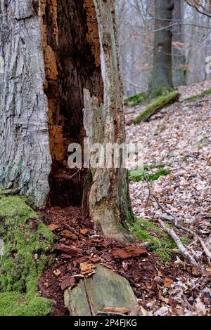 Rotten hollow tree Stock Photo - Alamy