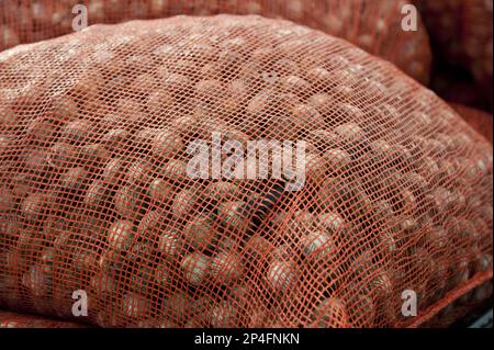 Bags harvested cockles after picking cockle beds Foulnaze Bank between ...