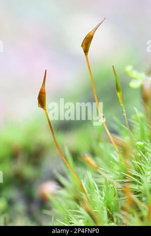 Dicranum scoparium, commonly known as broom forkmoss or broom moss ...