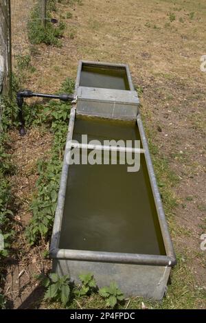 Farm yard waterier Stock Photo - Alamy