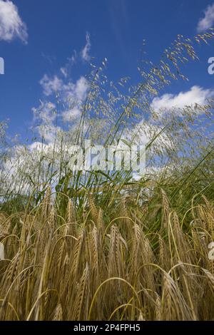 Fly oats, wind oats, fly oats (Avena fatua), sweet grasses, wild oats ...