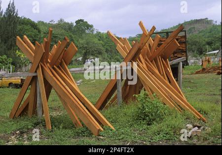 Big-leaf Mahogany (Swietenia macrophylla) Plantae Stock Photo - Alamy