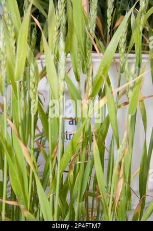 Close-up view of ripening wheat heads growing in an agricultural field ...