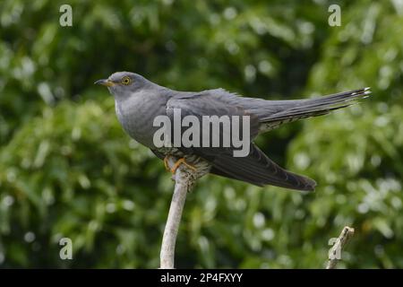 Adult male common cuckoo (Cuculus canorus Stock Photo - Alamy
