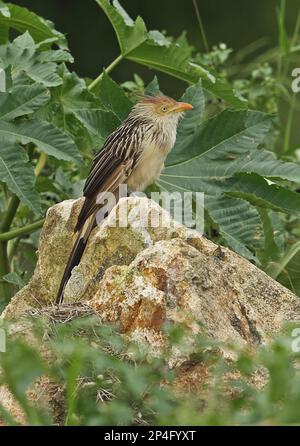 Guira Cuckoo (Guira guira) adult, standing on rock, Atlantic Rainforest ...