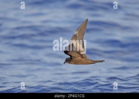 Hydrobates matsudairae, Matsudaira's Storm-petrel, Tube-nosed, Animals ...
