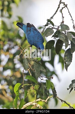 Azure Cuckoo Shrike, Cuckoo Shrike, Cuckoo Shrike, Cuckoo Shrike ...