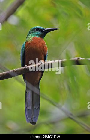 A Great Jacamar, Jacamerops aureus, on a branch in the dense rainforest ...