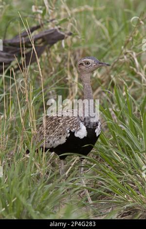Red Crested Bustard, Red Crested Bustards (Lophotis ruficrista ...