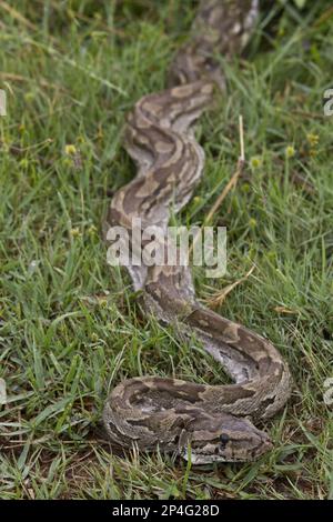 Northern Rock Python, Northern Rock Pythons, Other animals, Reptiles ...