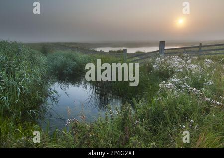 View of water filled ditch and reedbed on coastal grazing marsh habitat ...