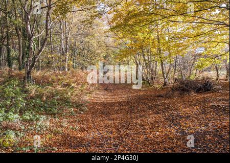 Track covered with leaf litter among trees in autumn colours, Little ...