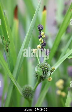 Sparganium erectum, comnonly known as simplestem bur-reed or branched ...