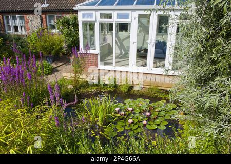 Wildlife garden pond with boardwalk and conservatory, Norfolk, England ...