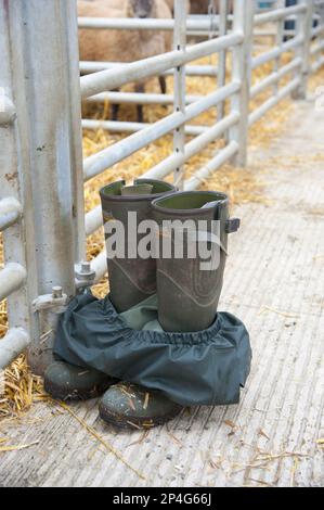 Farmers wellington boots waterproof trousers outside pens at livestock ...