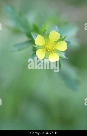 Norwegian Cinquefoil, Potentilla norvegica, also known as Rough ...