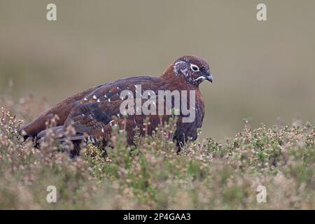 Scottish Grouse, red grouses (Lagopus lagopus scoticus), ptarmigan ...