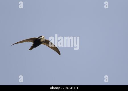 Lesser little swift (Apus affinis) adult, in flight, with nesting ...