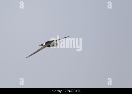 Lesser little swift (Apus affinis) adult, in flight, with nesting ...