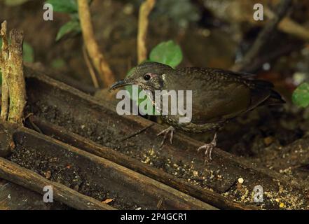 Dark-sided Thrush (Zoothera marginata) adult standing on mossy rock Da ...